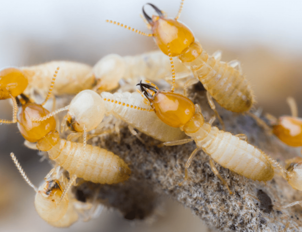 Termidor - D-Tec Pest Solutions | Termidor Termite Treatment