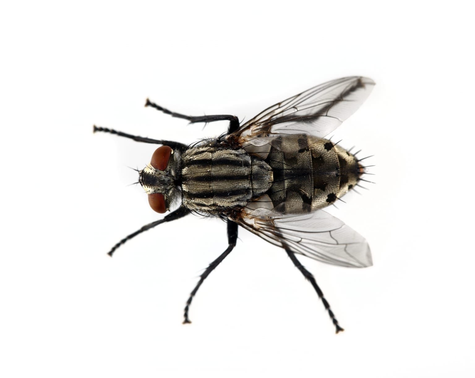Flies - D-Tec Pest Solutions | Fly Control Pest Services