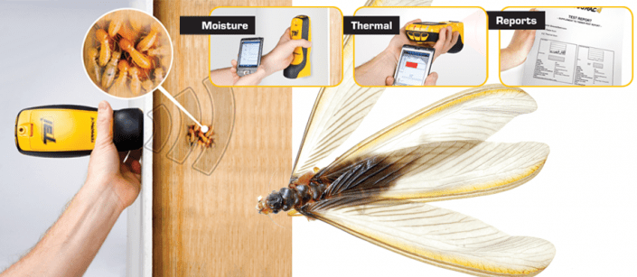 D-Tec Pest Solutions | Termite Control & Termite Inspection