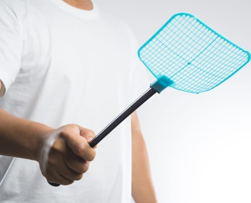 Flies - D-Tec Pest Solutions | Fly Control Pest Services