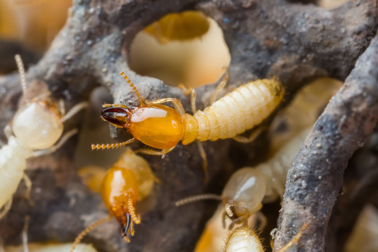 Termite Treatment - Termites - Brisbane, Logan Gold Coast