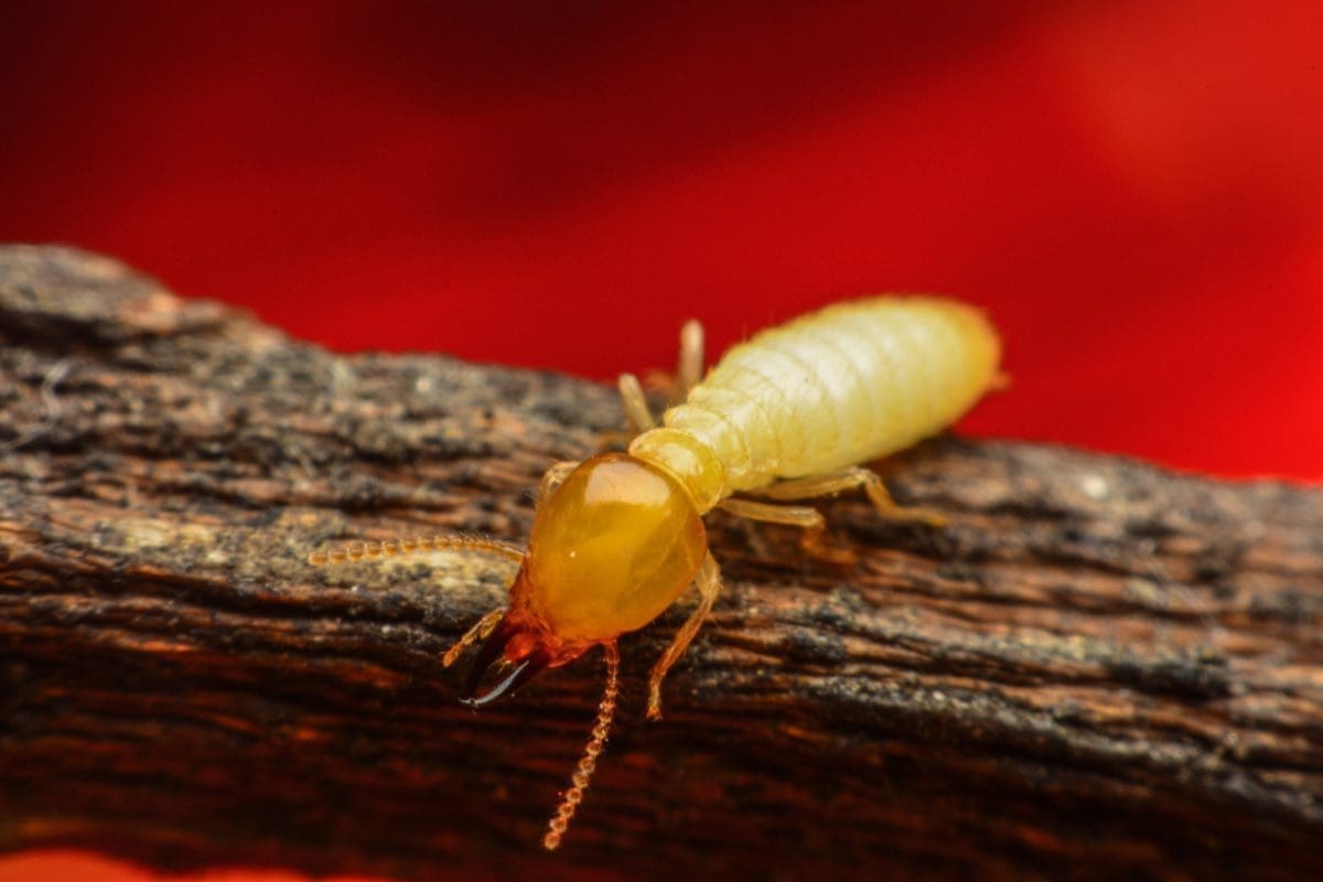 What do Termites look like? | D-Tec Pest Solutions | Termites