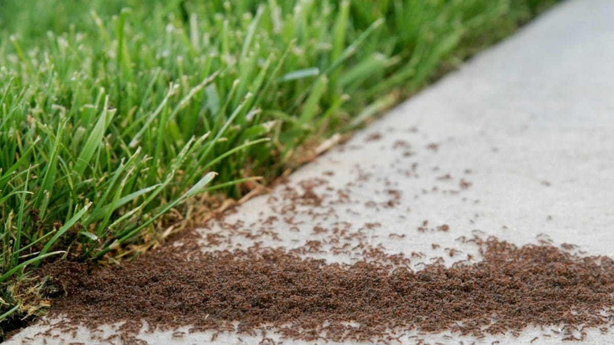 Flying Ant invasion in Your Backyard? See our Ant treatment