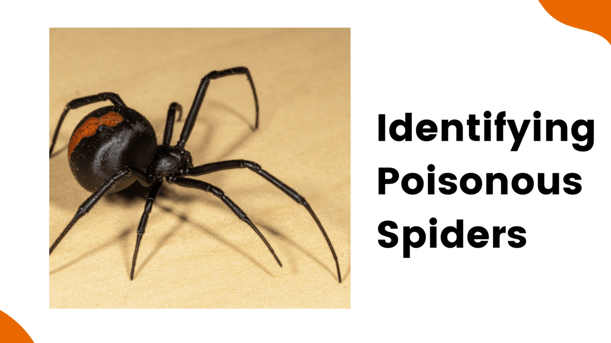 Identifying Poisonous Spiders - D-Tec Pest Solutions
