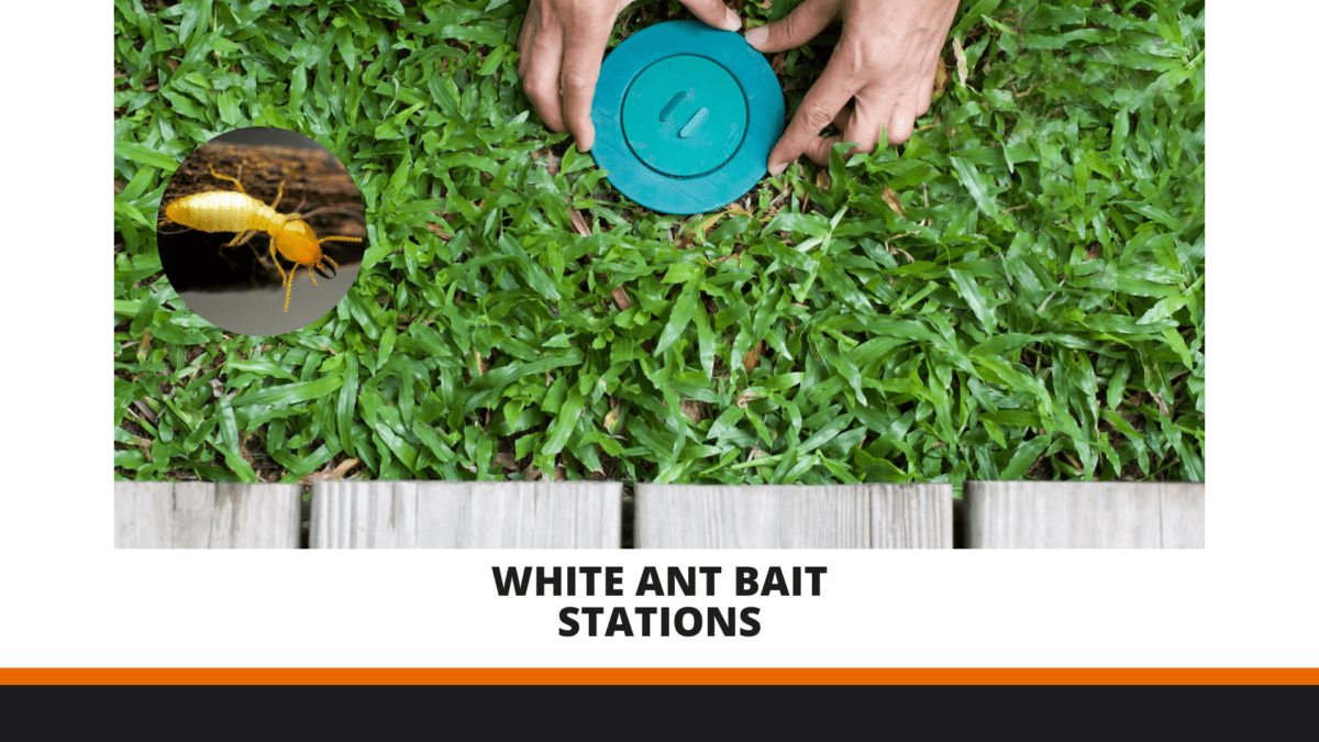 Why You Need White Ant Bait Stations | D-Tec Pest Solutions