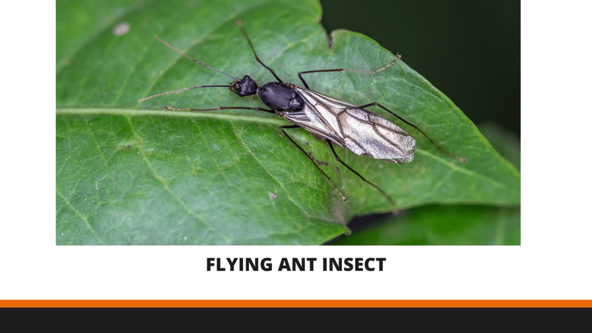 Flying Ant Insect - D-Tec Pest Solutions
