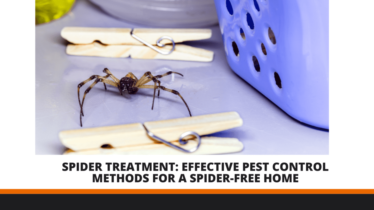 The Ultimate Guide to Spider Treatment: Effective Pest Control