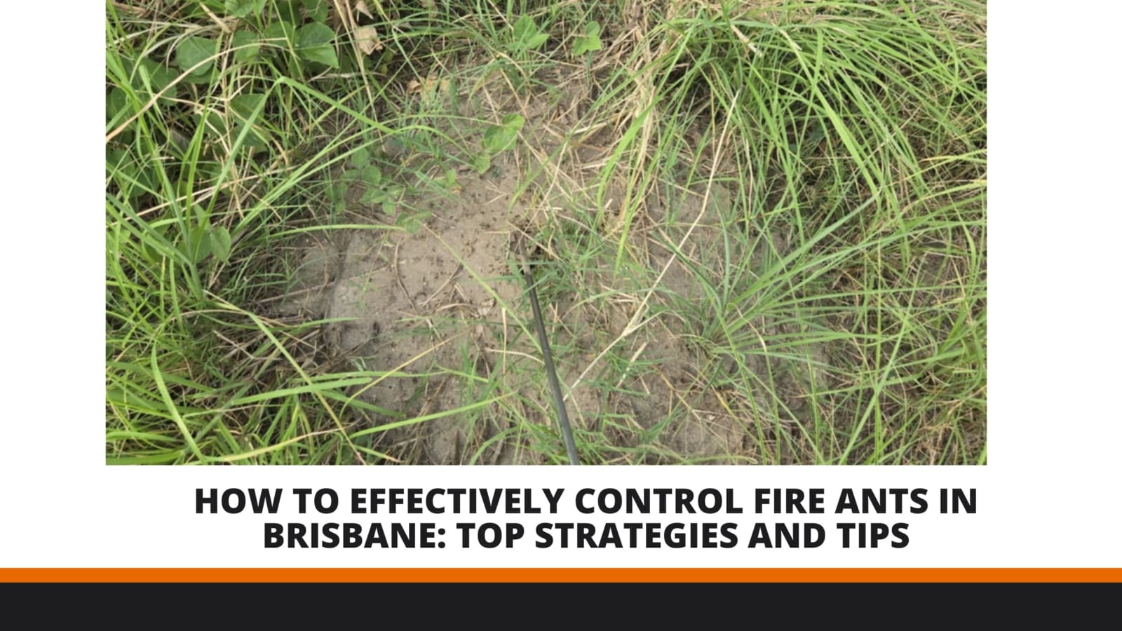 Fire Ants Brisbane | Effective Fire Ant Control