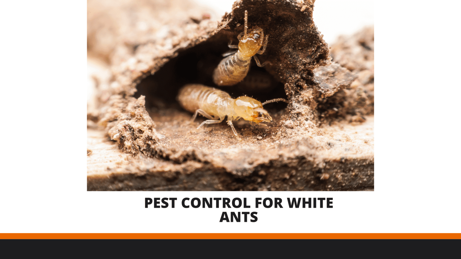 Pest Control for White Ants: Expert Tips to Protect Your Home. - D-Tec Pest Solutions