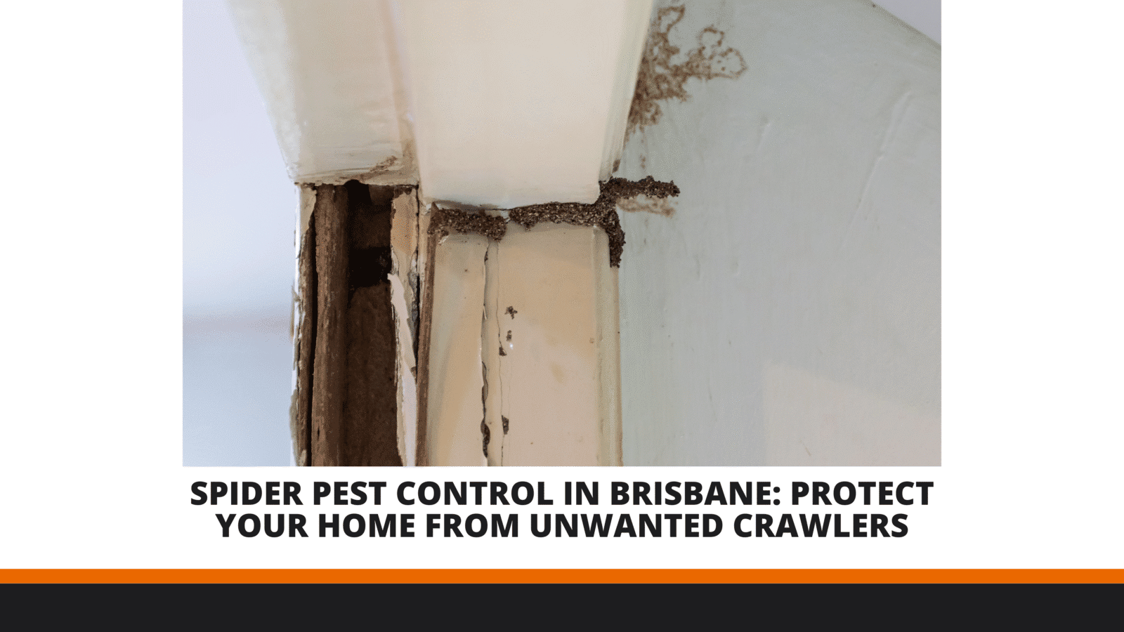 Spider Pest Control Brisbane - Protect your home